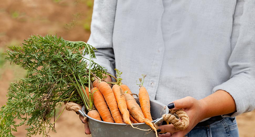 Organic Shop - Trinity Farm Organics