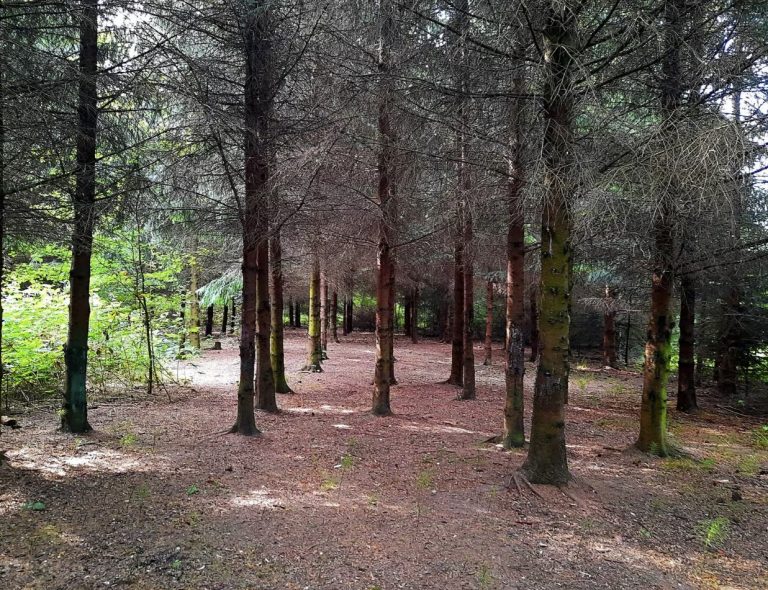 Trinity Farm - Trinity Farm Organics