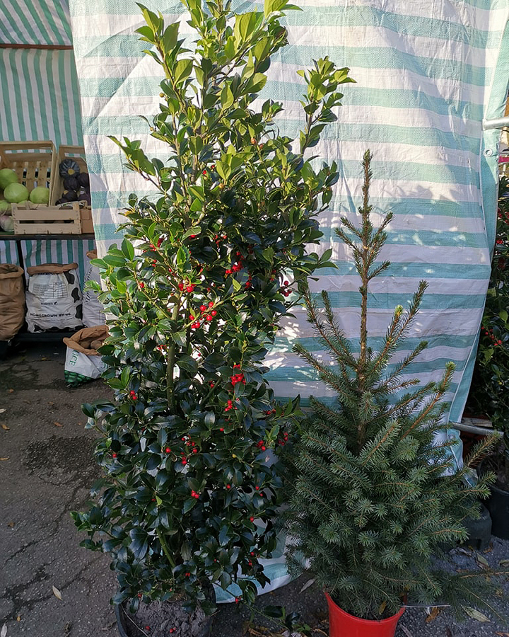 Christmas trees trinity farm, cossall - Trinity Farm Organics